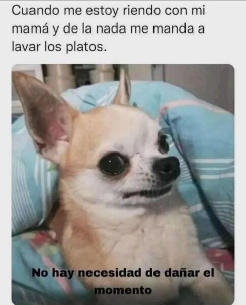 Memes diarios